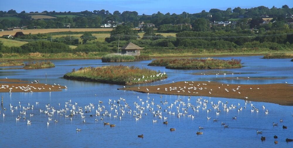 Bird watching nature reserves near Exeter and East devon