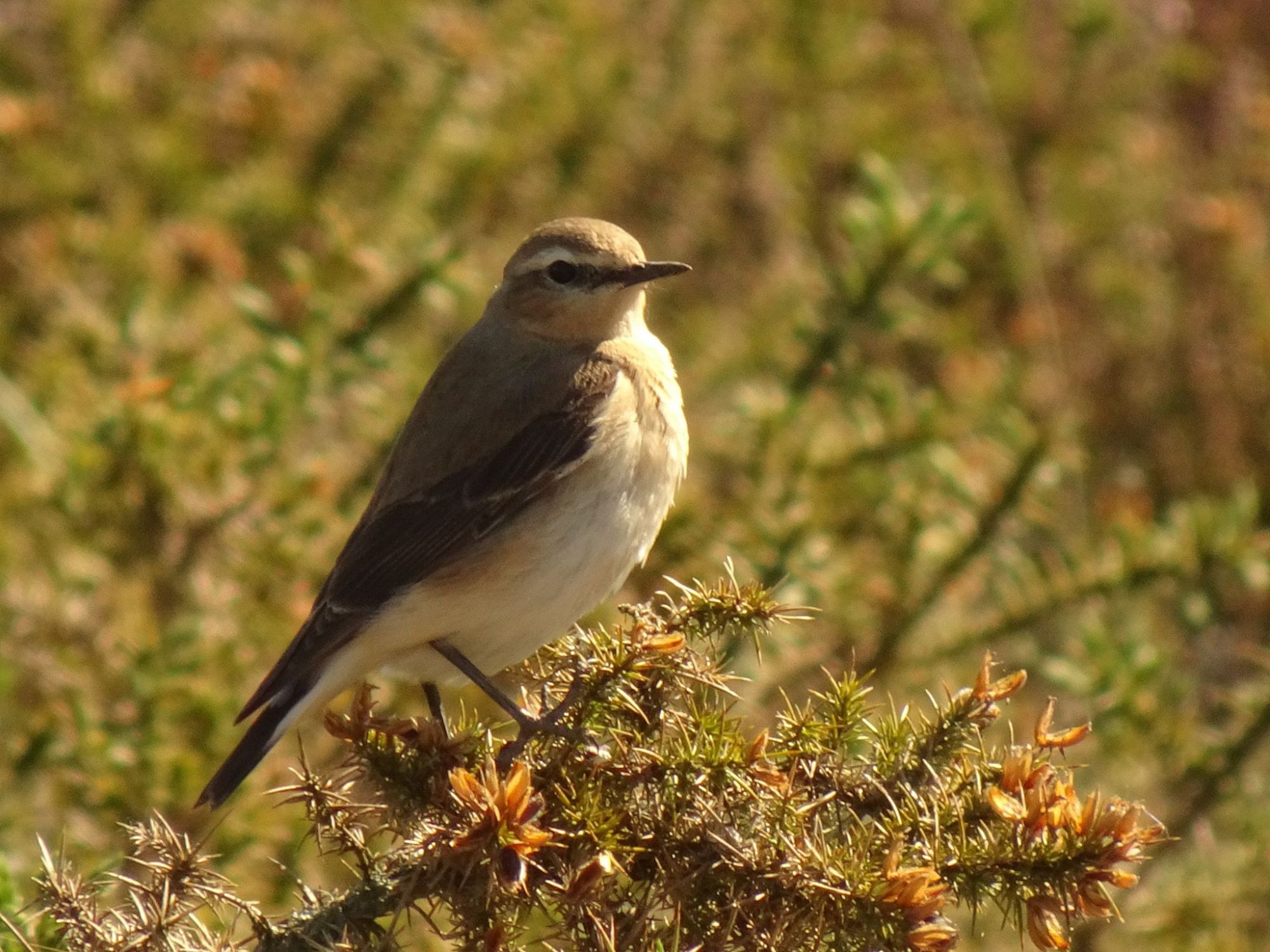 Bird watching nature reserves near Exeter and East devon